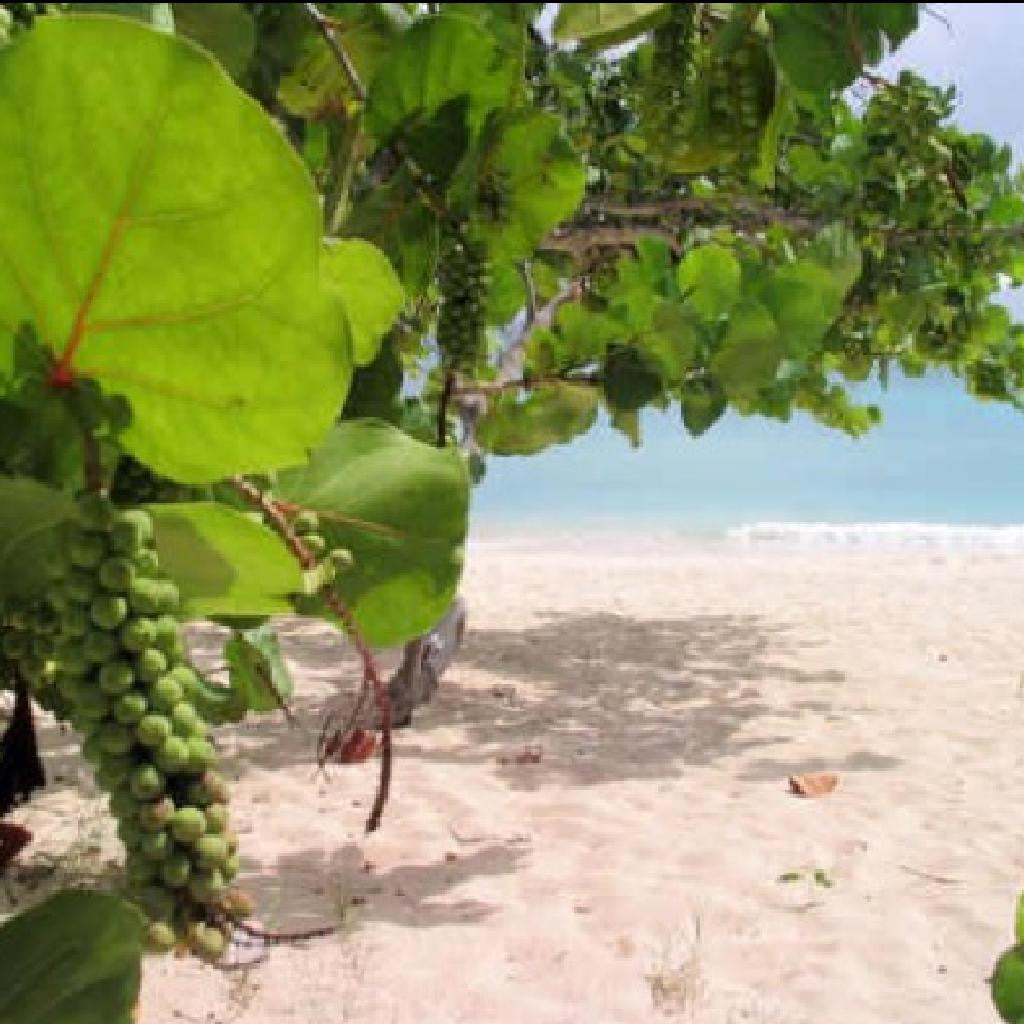 Beach Mix – All About Vapor Inc